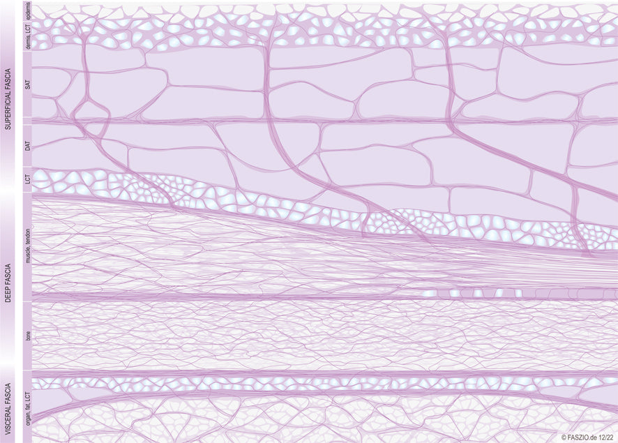 Fascia graphic: Fascial continuity of the functional levels just Fasci ...