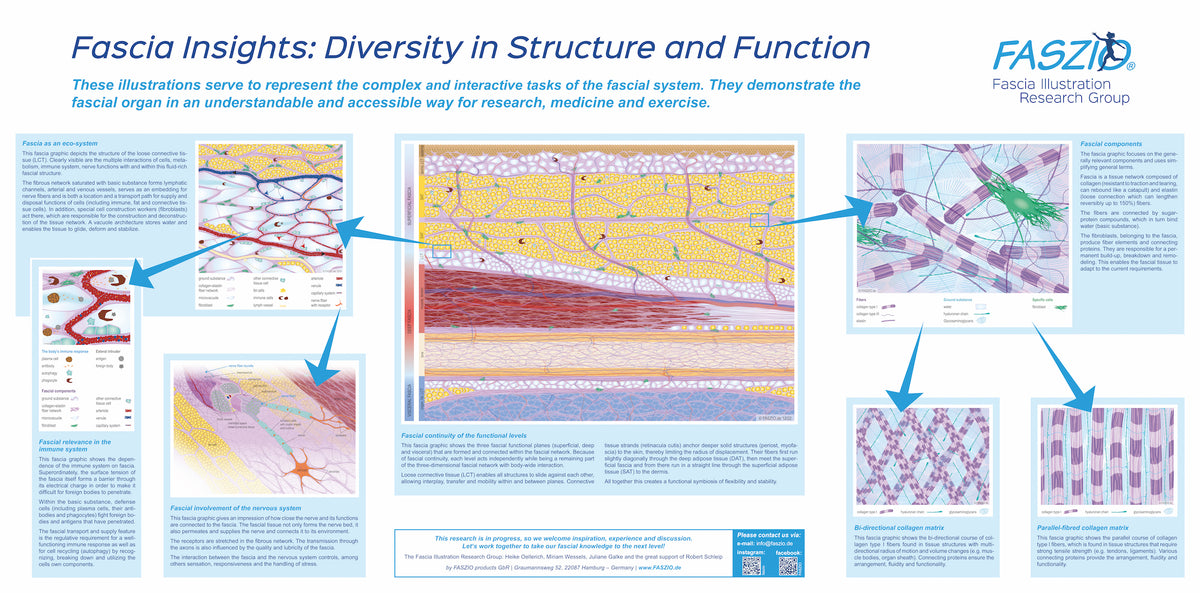 Fascia poster: Fascia Insights – Diversity in Structure and Function ...