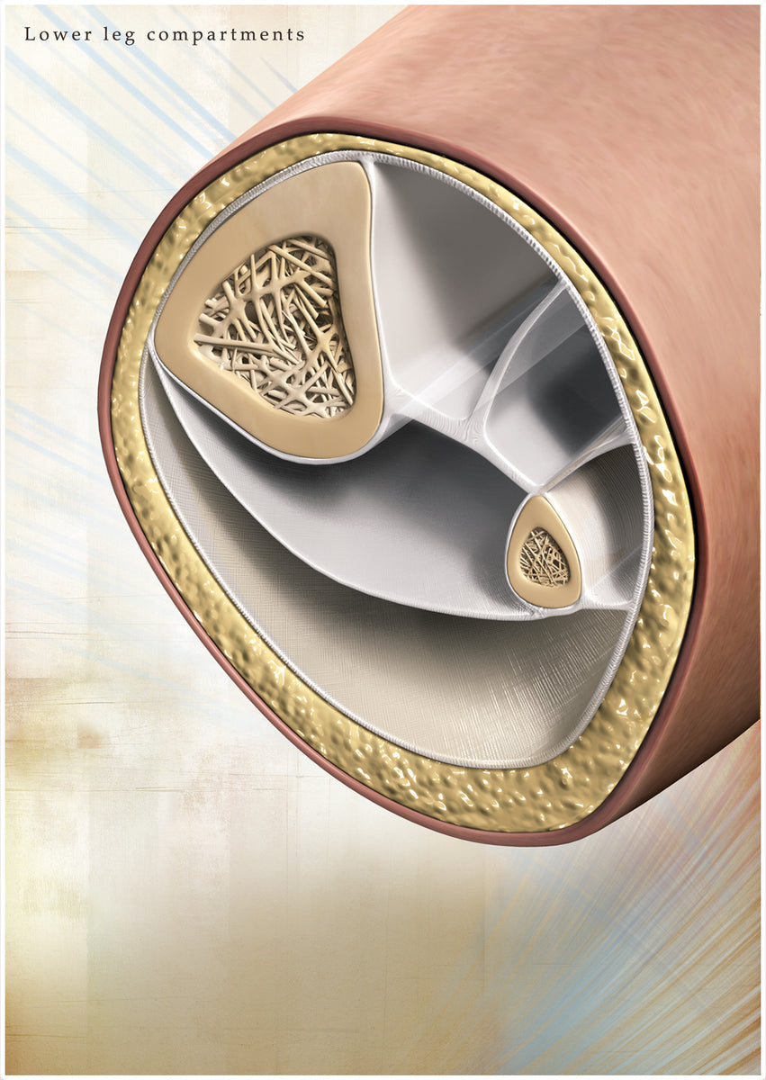 Fascia Poster 4 - Download – FASCIALNET.COM