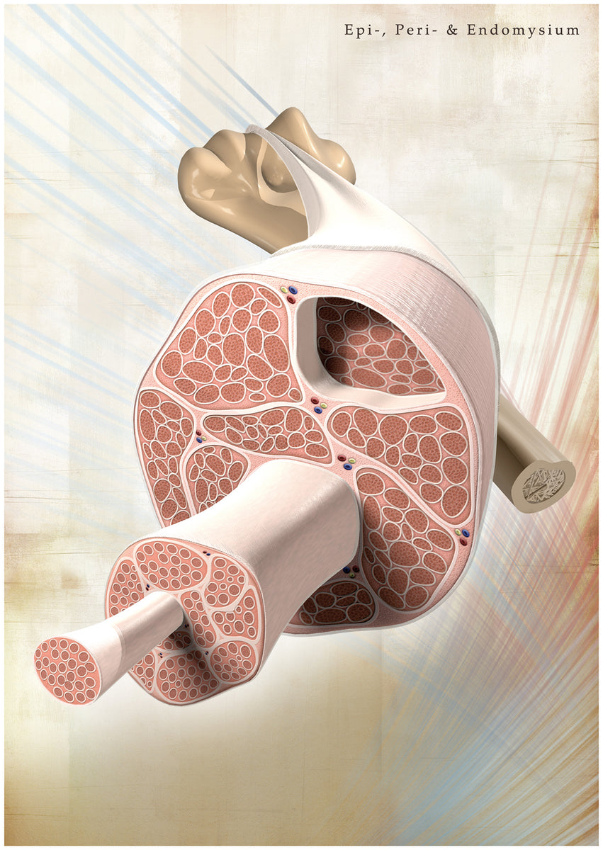 Fascia Poster 5 - Download – FASCIALNET.COM