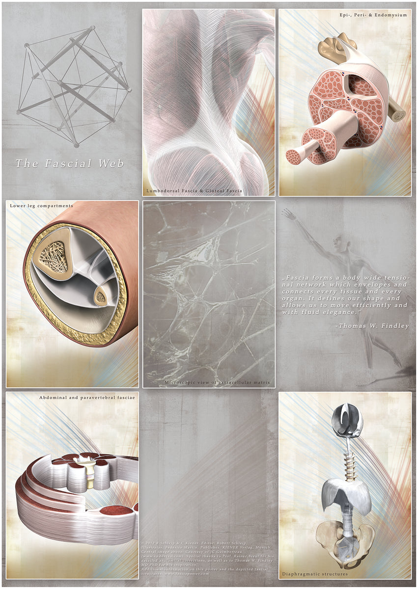 Fascia Poster 3 - Download – FASCIALNET.COM