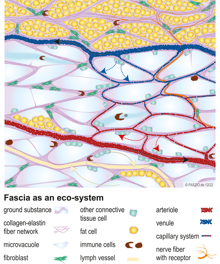Fascia graphic: Fascia graphic: Fascia as an eco-system - Download ...